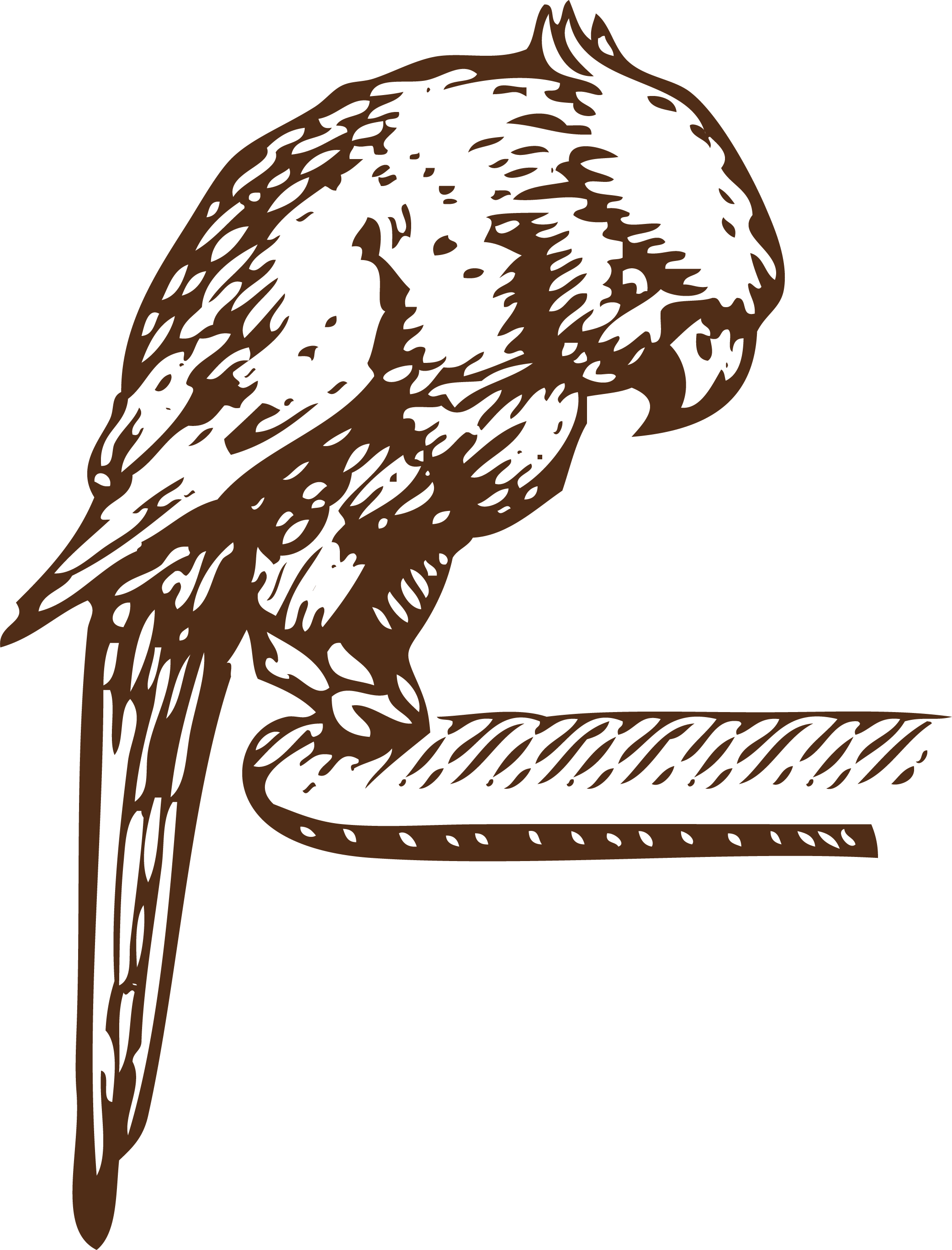 Perico PNG Imagenes gratis 2025 | Busco PNG